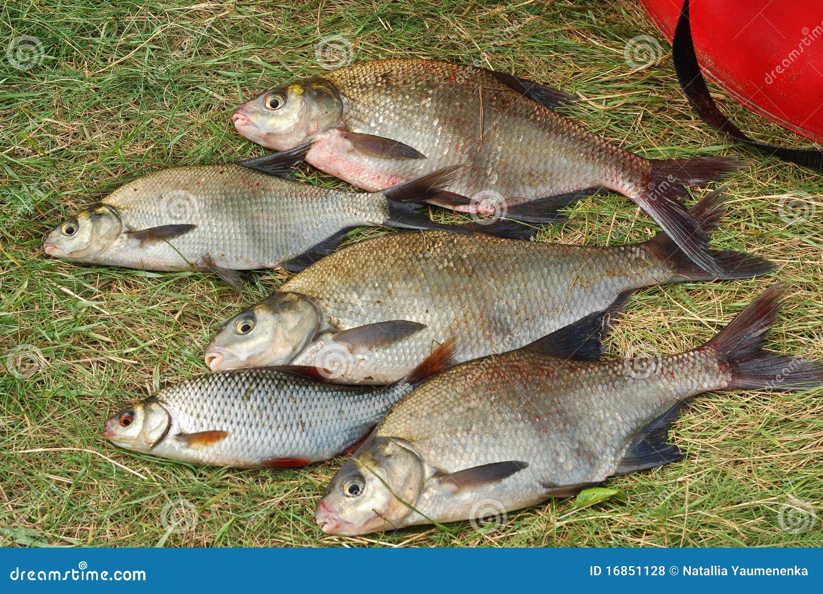 Fish on green grass stock photo. Image of pond, sport - 16851128