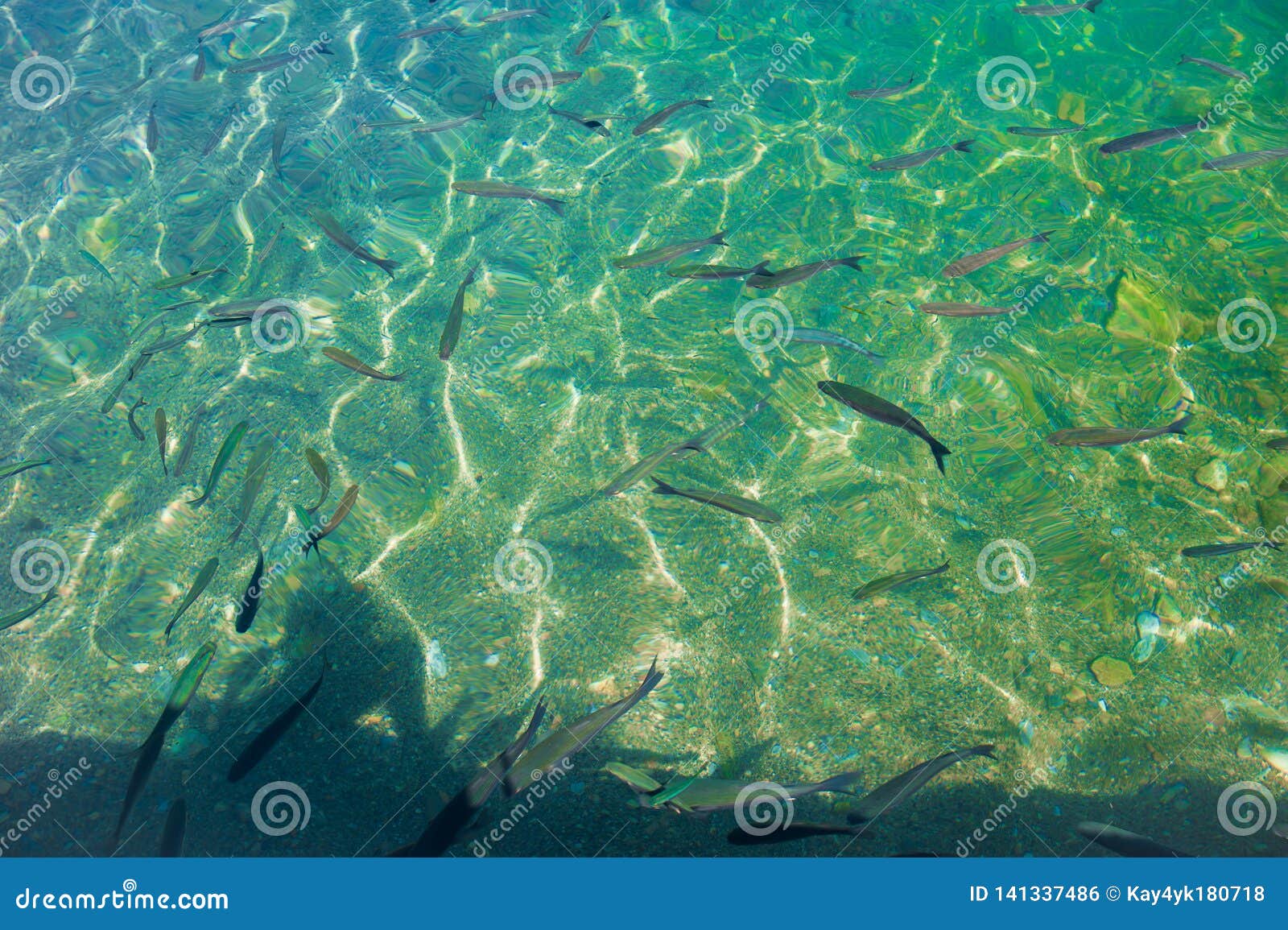 Fish in Green Water in Shallow Water on the Shore Stock Photo - Image ...