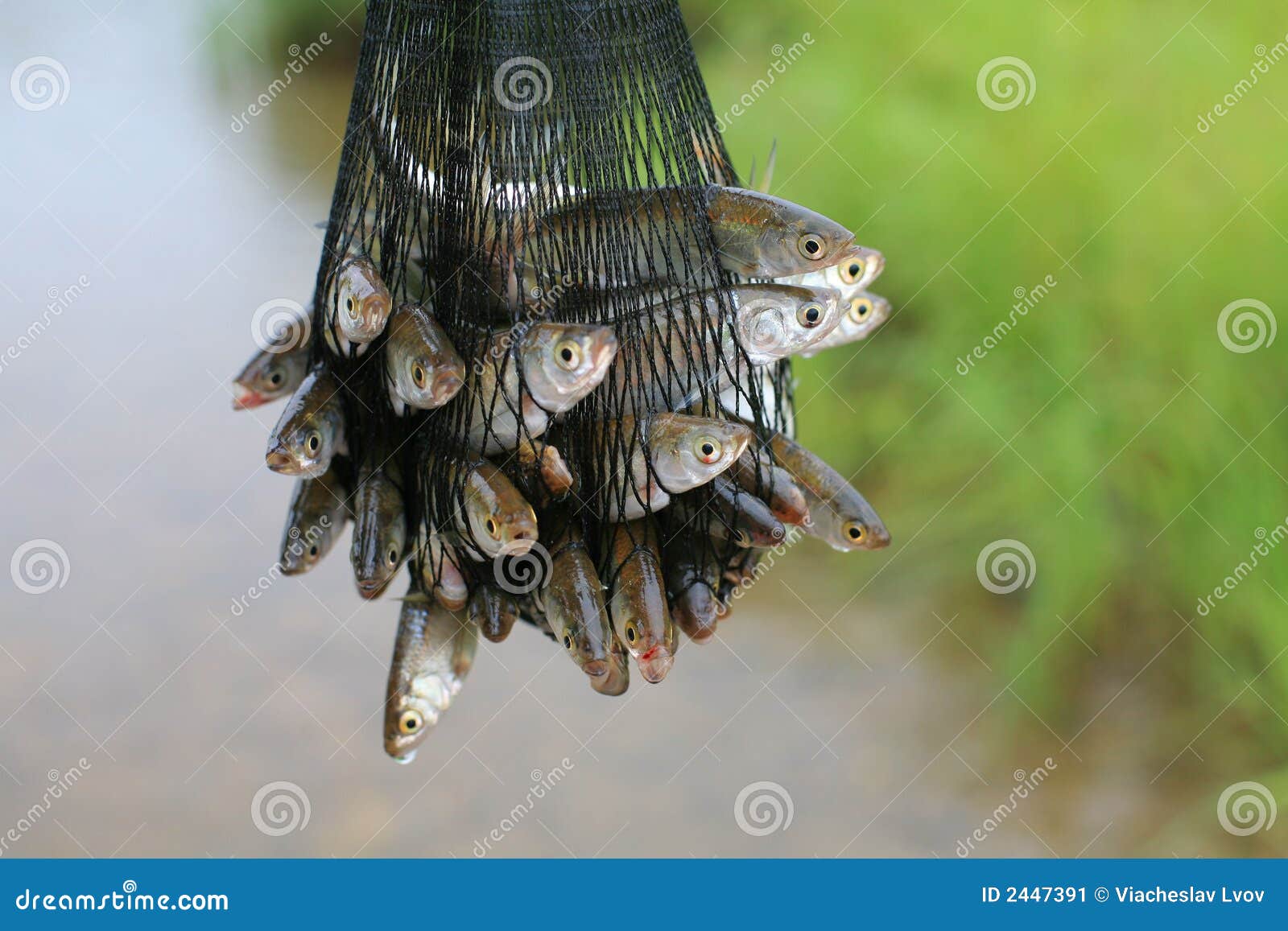 Fish in a grid stock image. Image of freshwater, nature - 2447391
