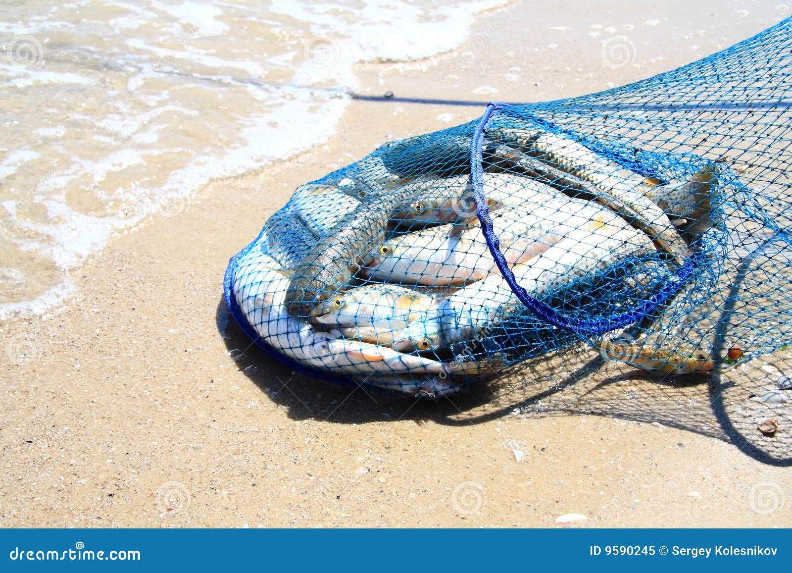 Fish in the grid stock image. Image of vitamins, shells - 9590245