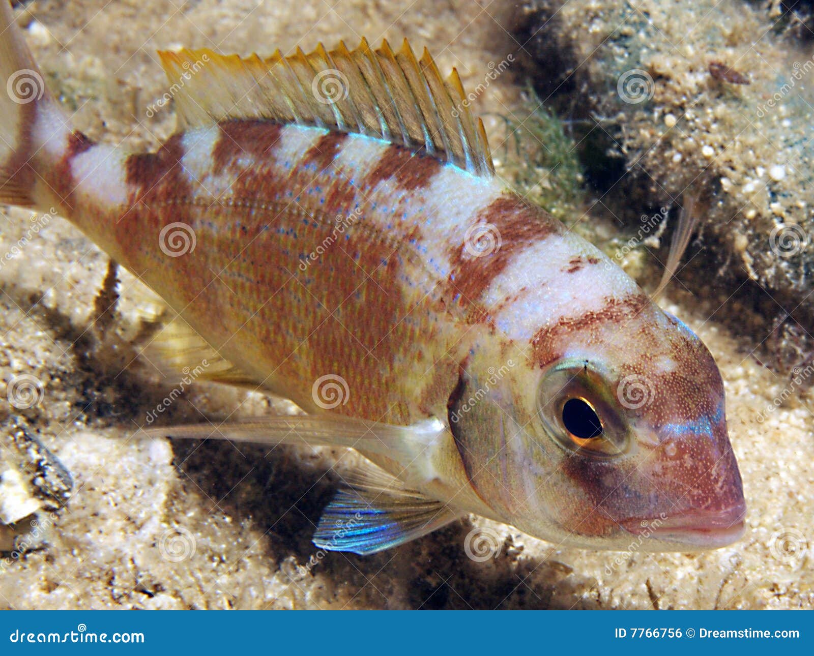 Fish on ground stock photo. Image of photography, fish - 7766756