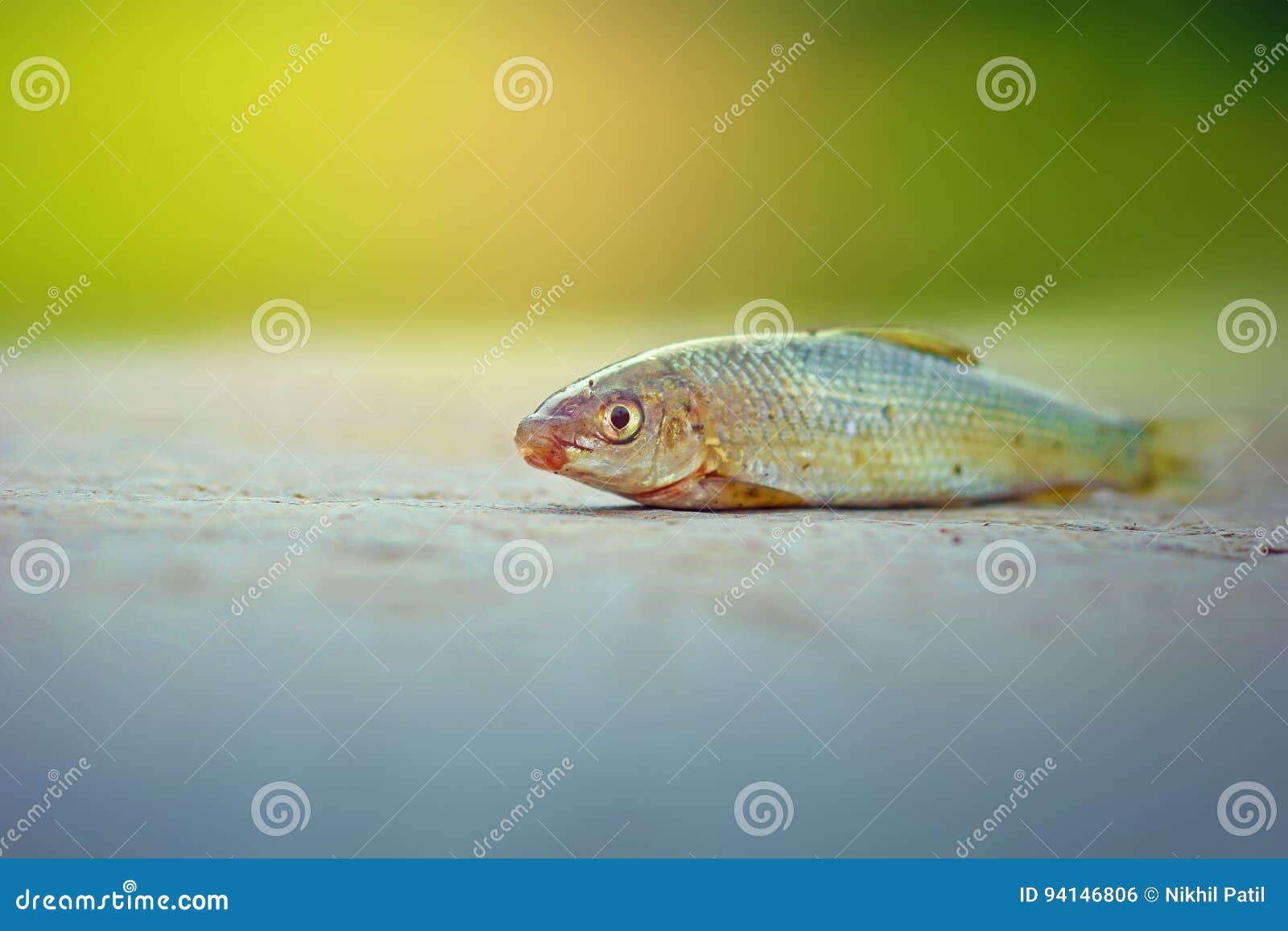 Fish on ground stock photo. Image of life, blue, background - 94146806