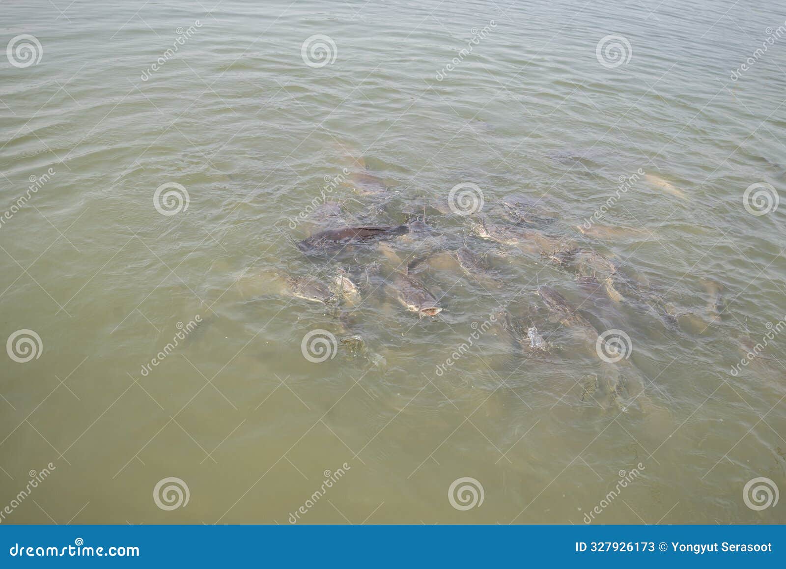Fish Grouped in Natural Rivers Stock Image - Image of cloud, nature ...