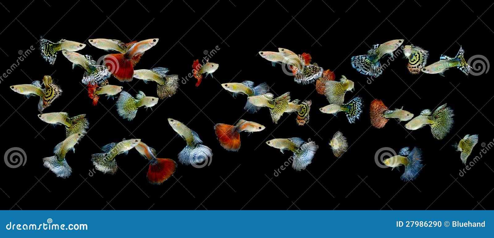 Fish Guppy Isolated on Black Background Stock Photo - Image of aquarium ...