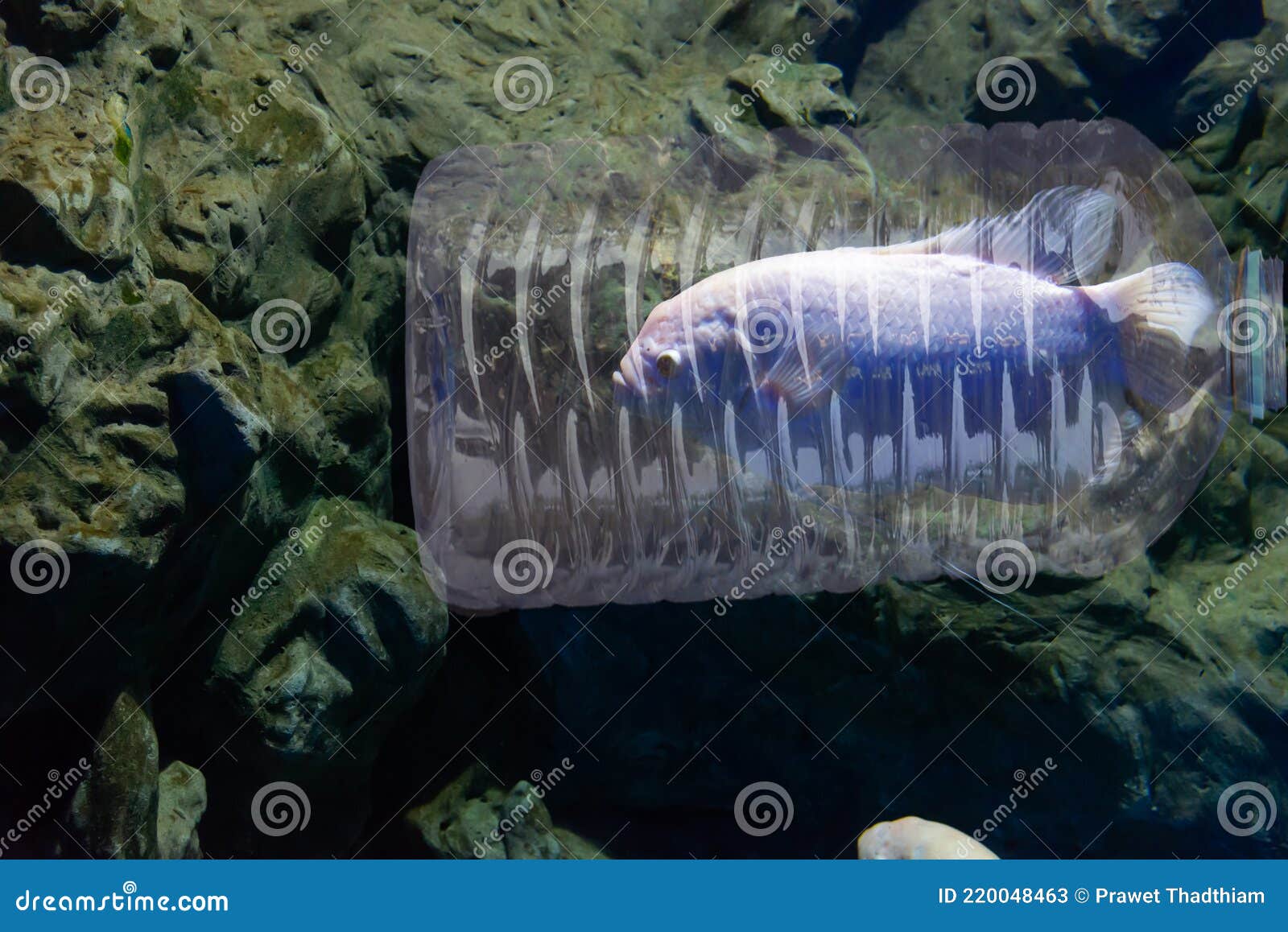 The Fish Had a Plastic Garbage Bag Covered.Underwater Photos, Noise ... The Fish Had a Plastic Garbage Bag Covered.Underwater Photos, Noise ...