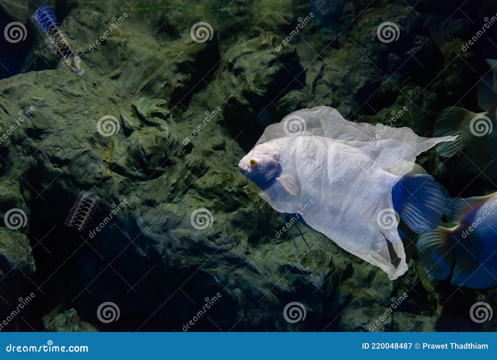 The Fish Had a Plastic Garbage Bag Covered.Underwater Photos, Noise ...