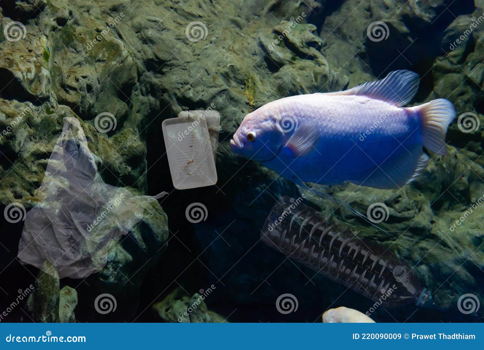 The Fish Had a Plastic Garbage Bag Covered.Underwater Photos, Noise ...
