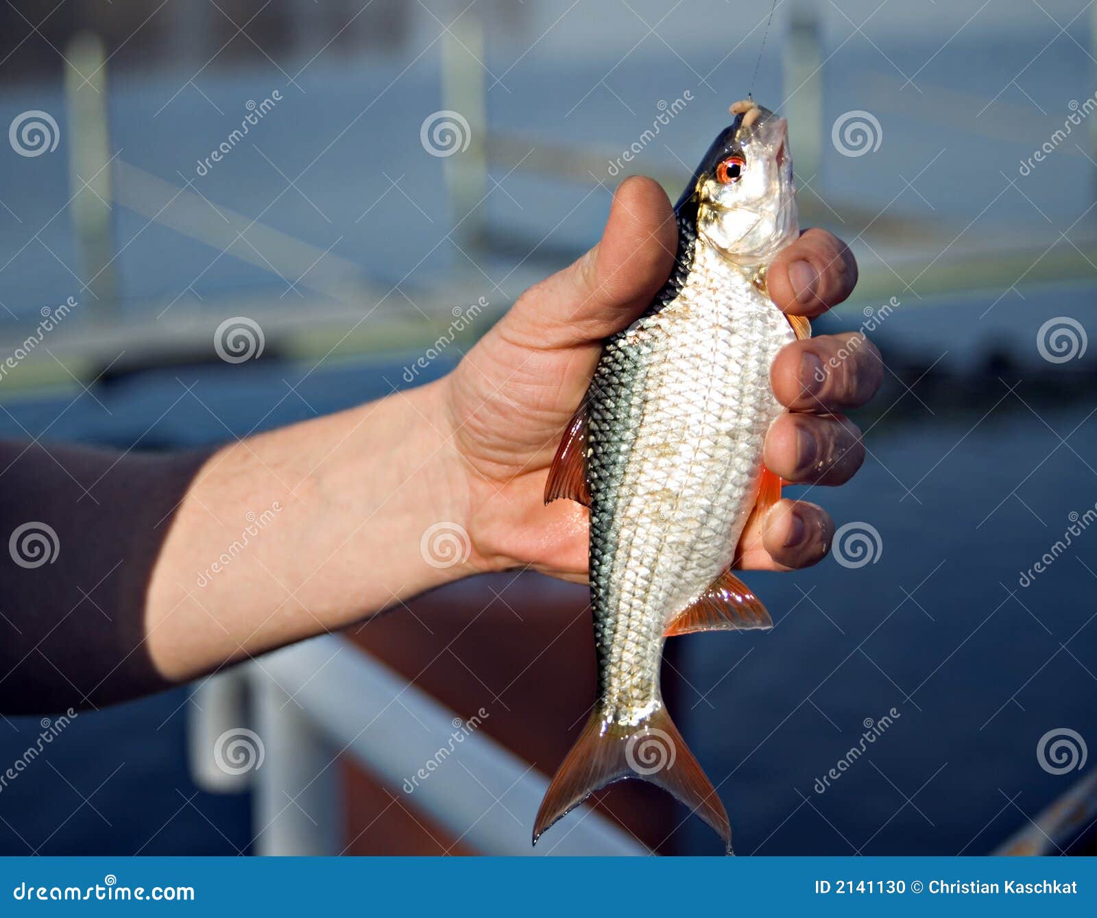 Fish in hand stock photo. Image of flowed, mouth, hand - 2141130