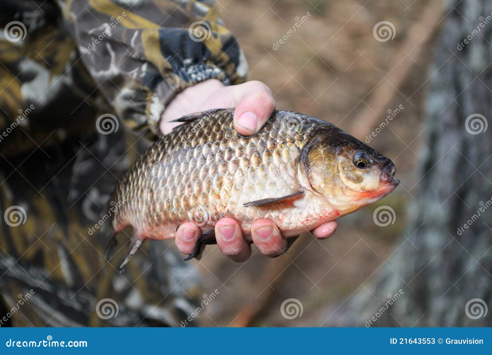 Fish in hand stock image. Image of hobbies, river, fisher - 21643553