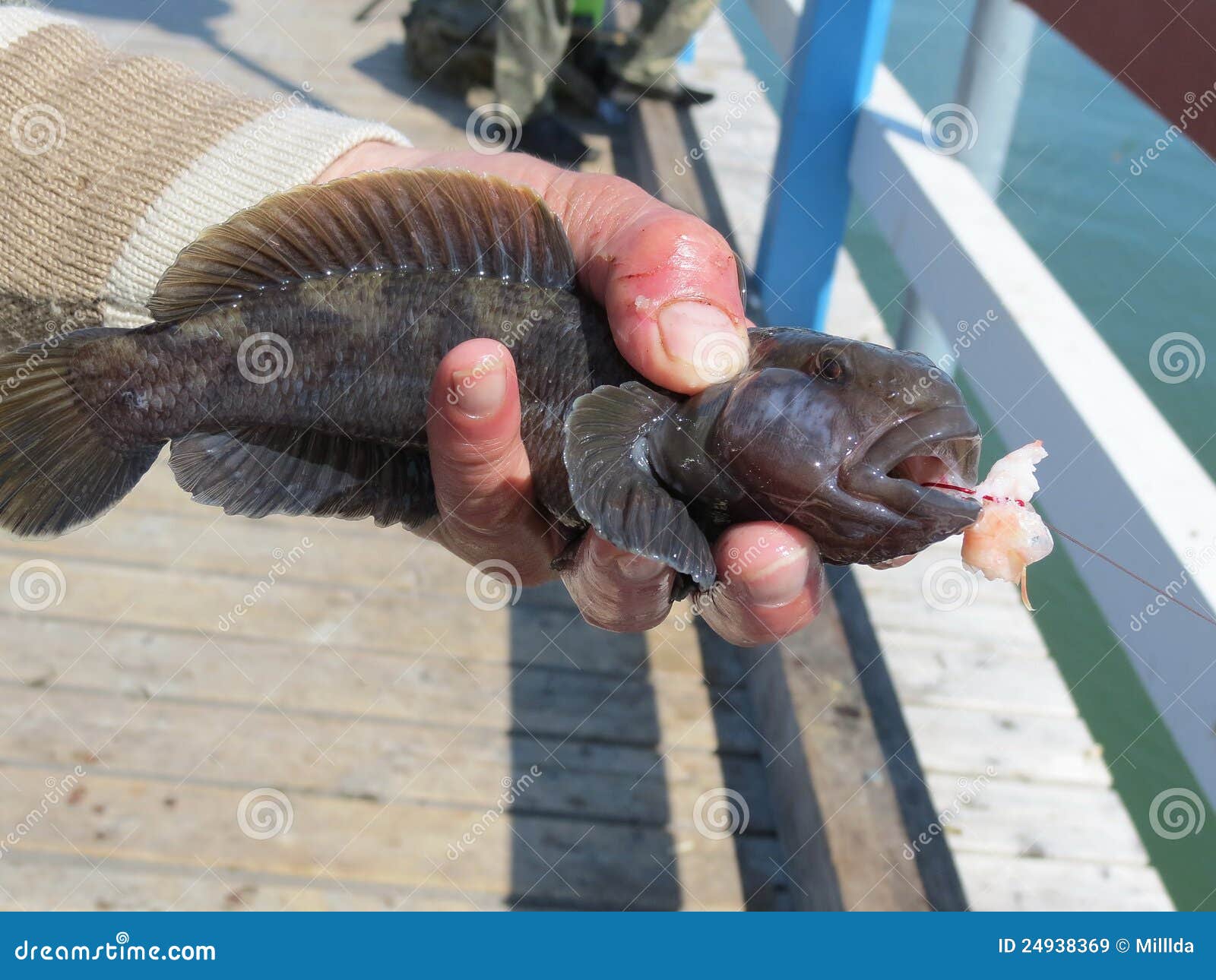Fish in hand stock image. Image of macro, mouth, fishman - 24938369