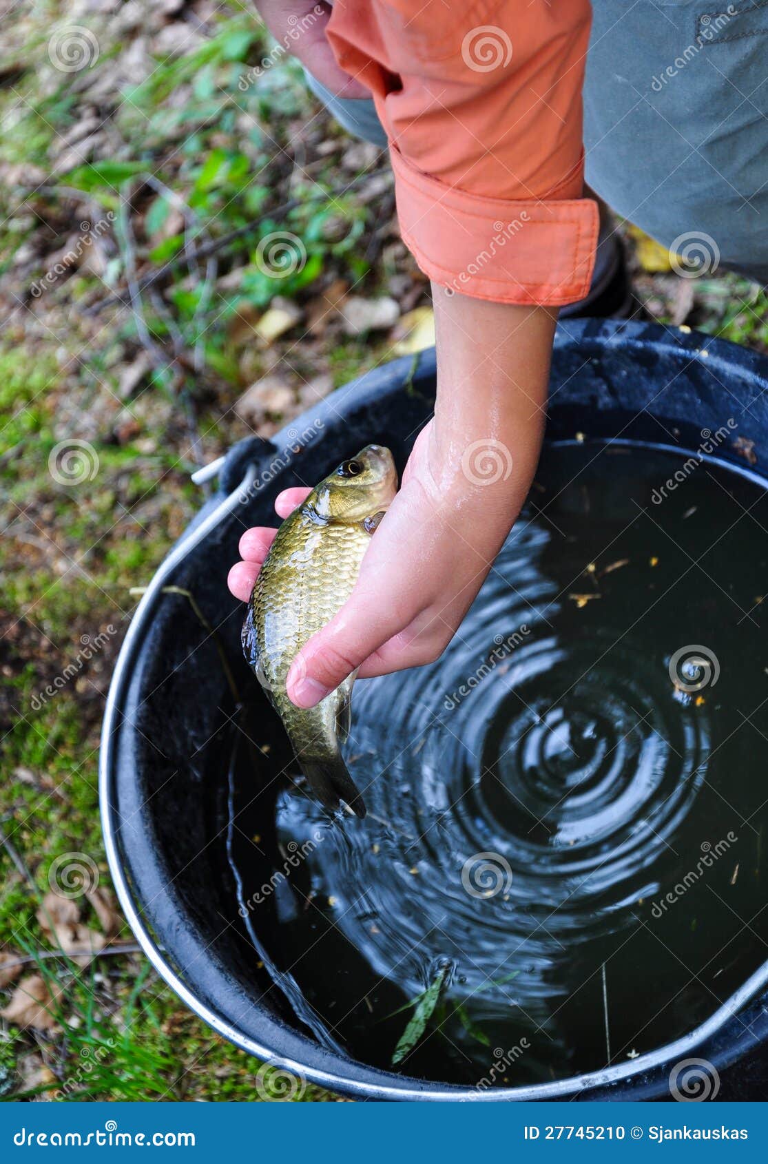 Fish in hand stock photo. Image of water, full, bucket - 27745210