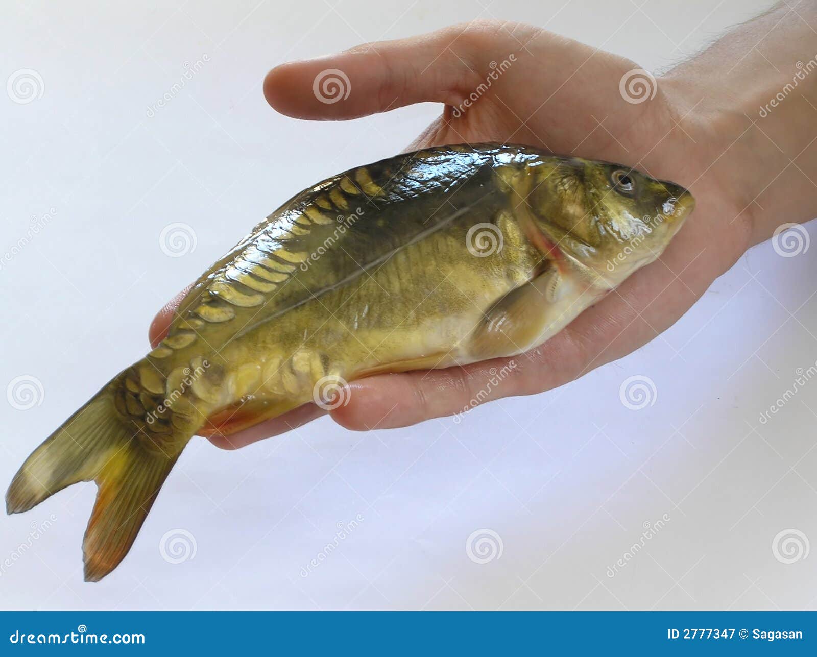 Fish on hand stock image. Image of recreational, human - 2777347