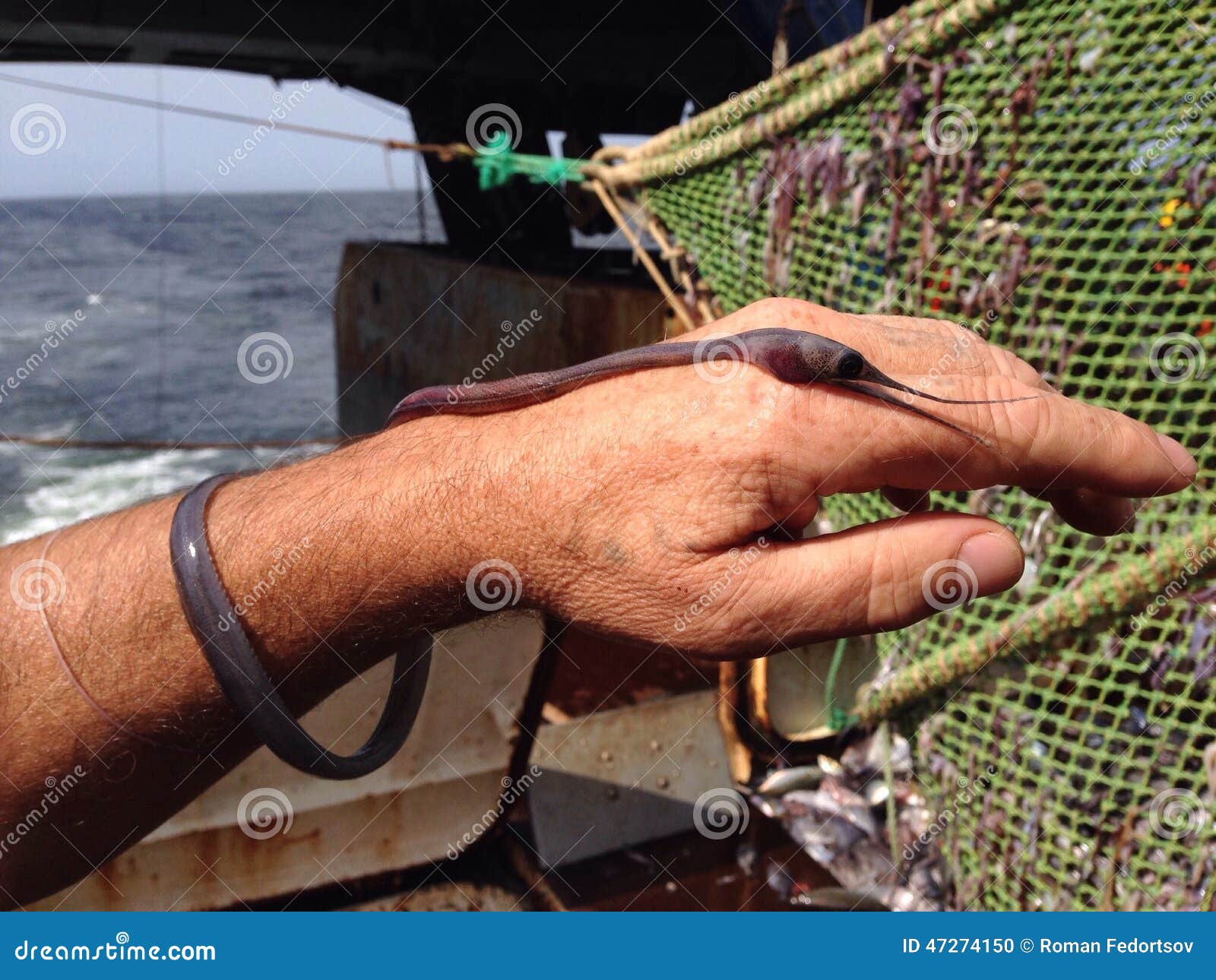 Fish on Hand stock photo. Image of hand, vessel, trawl - 47274150