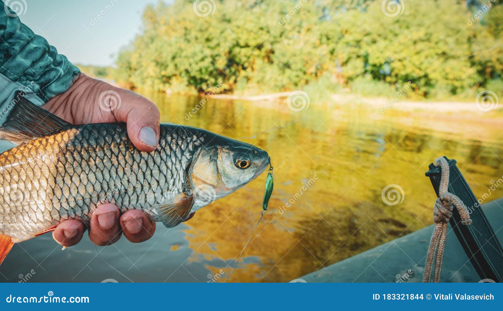 Fish in the Hand of an Angler. Chub Stock Photo - Image of metal ...