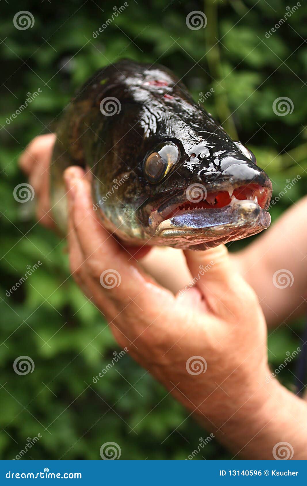 Fish in a Hand of the Fisher Stock Photo - Image of pike, nature: 13140596