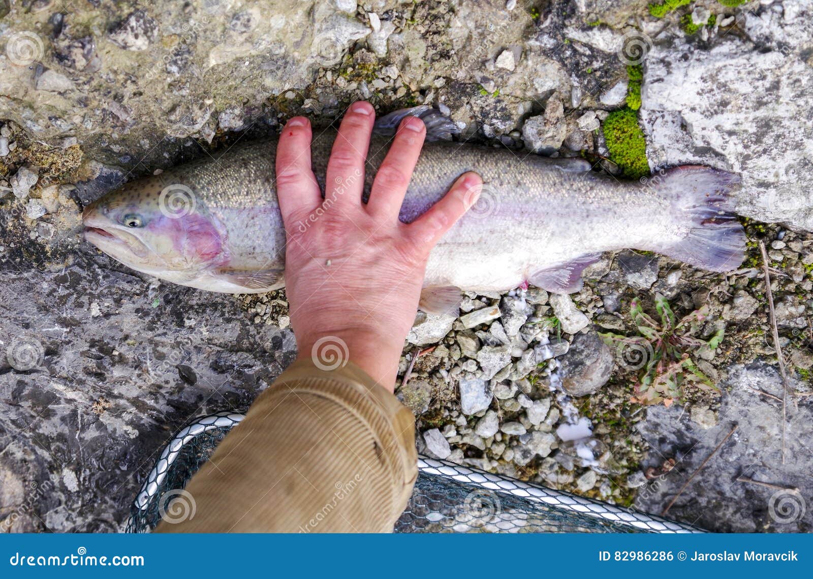 Fish in hand stock photo. Image of catch, fish, fishery - 82986286