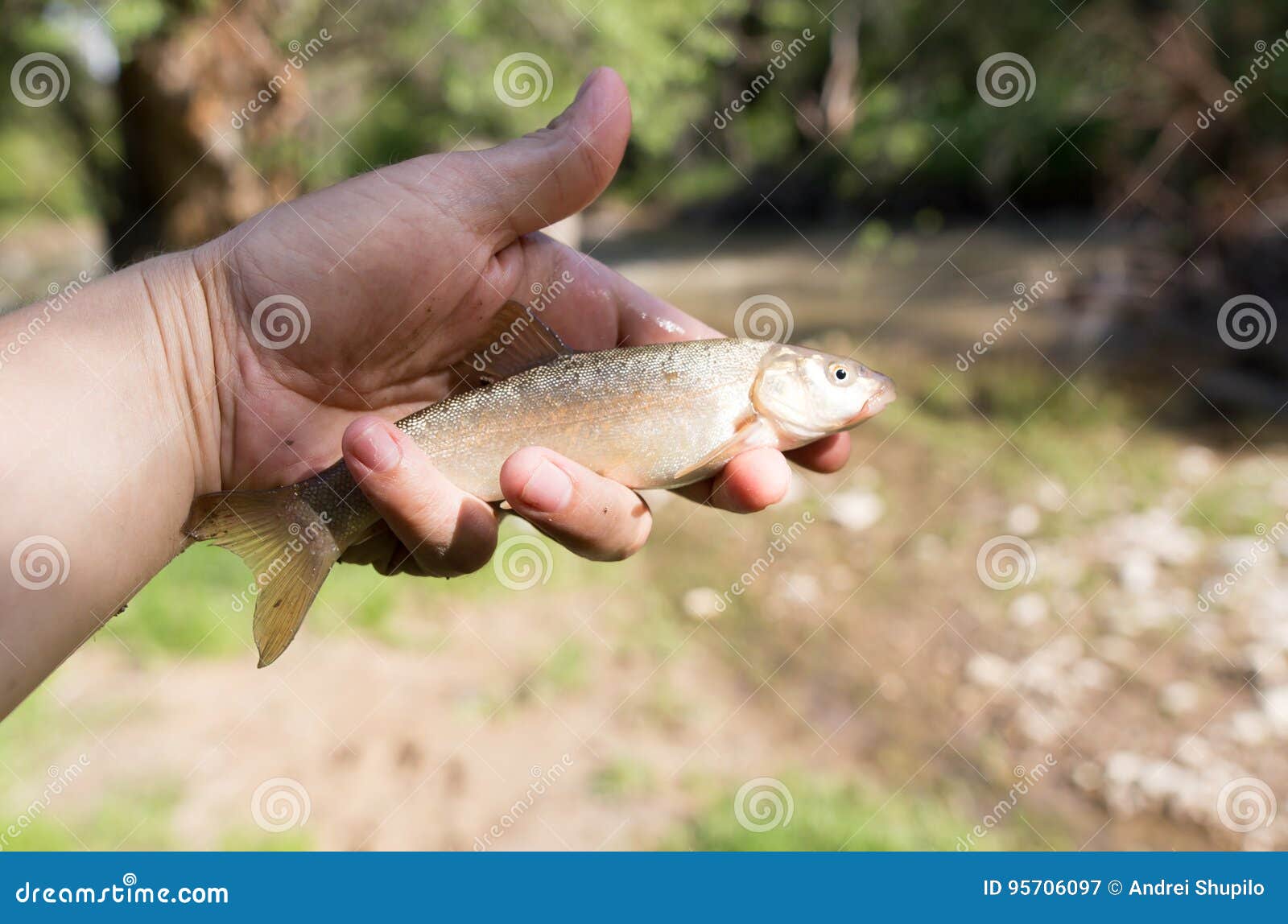 A Fish in the Hand of a Fisherman in Nature Stock Image - Image of hook ...