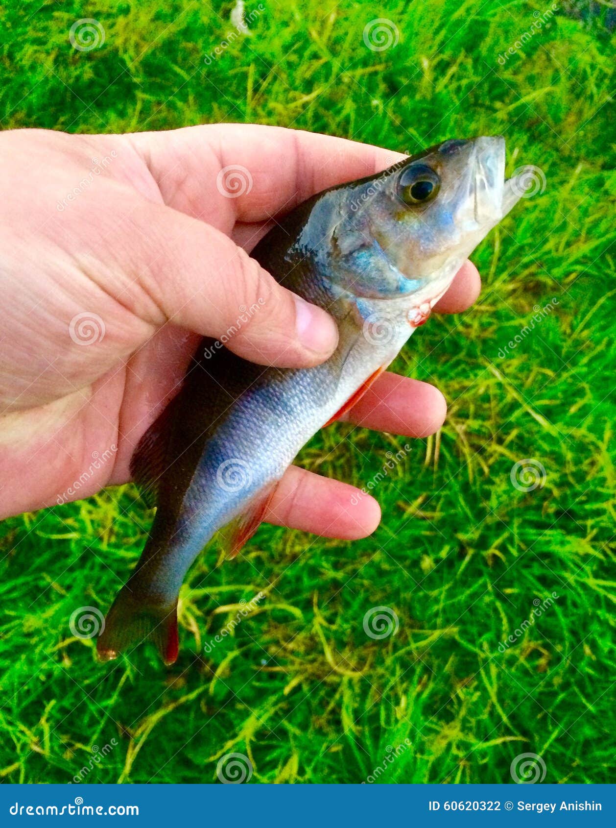 Fish in hand stock photo. Image of live, fish, grass - 60620322