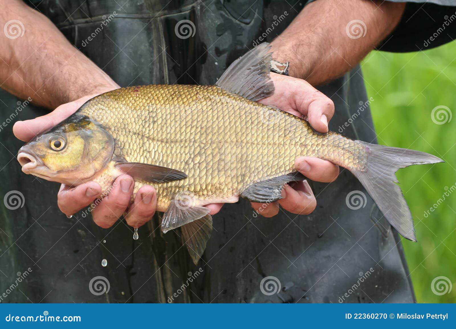 Fish in hands stock photo. Image of fishery, abramis - 22360270