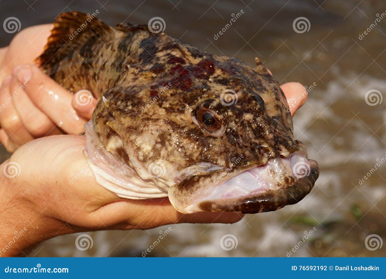 Fish in hands stock photo. Image of hand, lake, mouth - 76592192