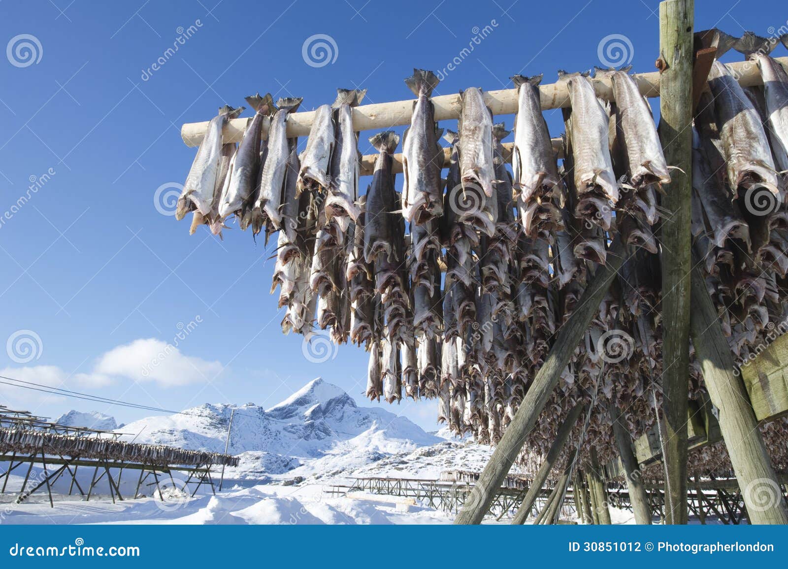 Fish Hang on Drying Rack in Norwegian Fishery Stock Photo - Image of ...