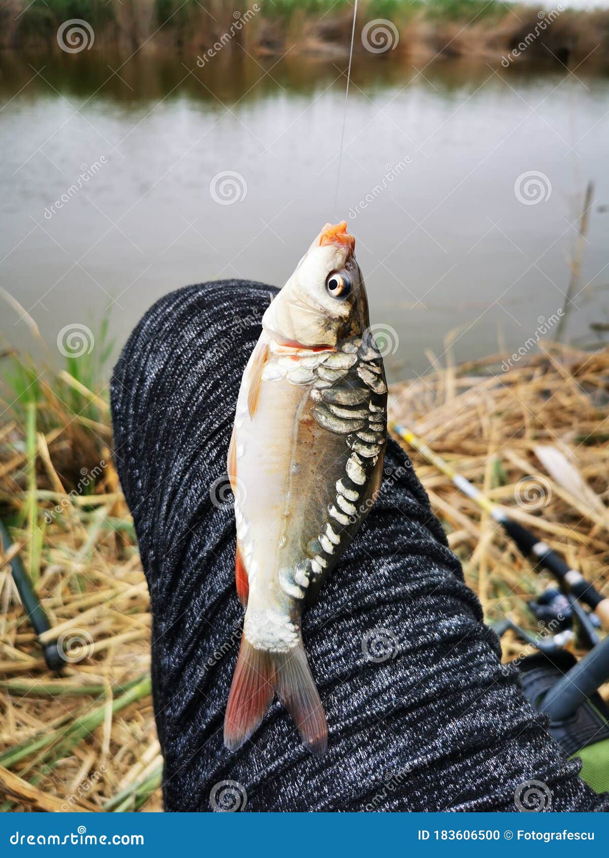 Fish hanging in a hook stock photo. Image of outdoor - 183606500