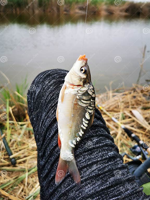 Fish hanging in a hook stock photo. Image of outdoor - 183606500