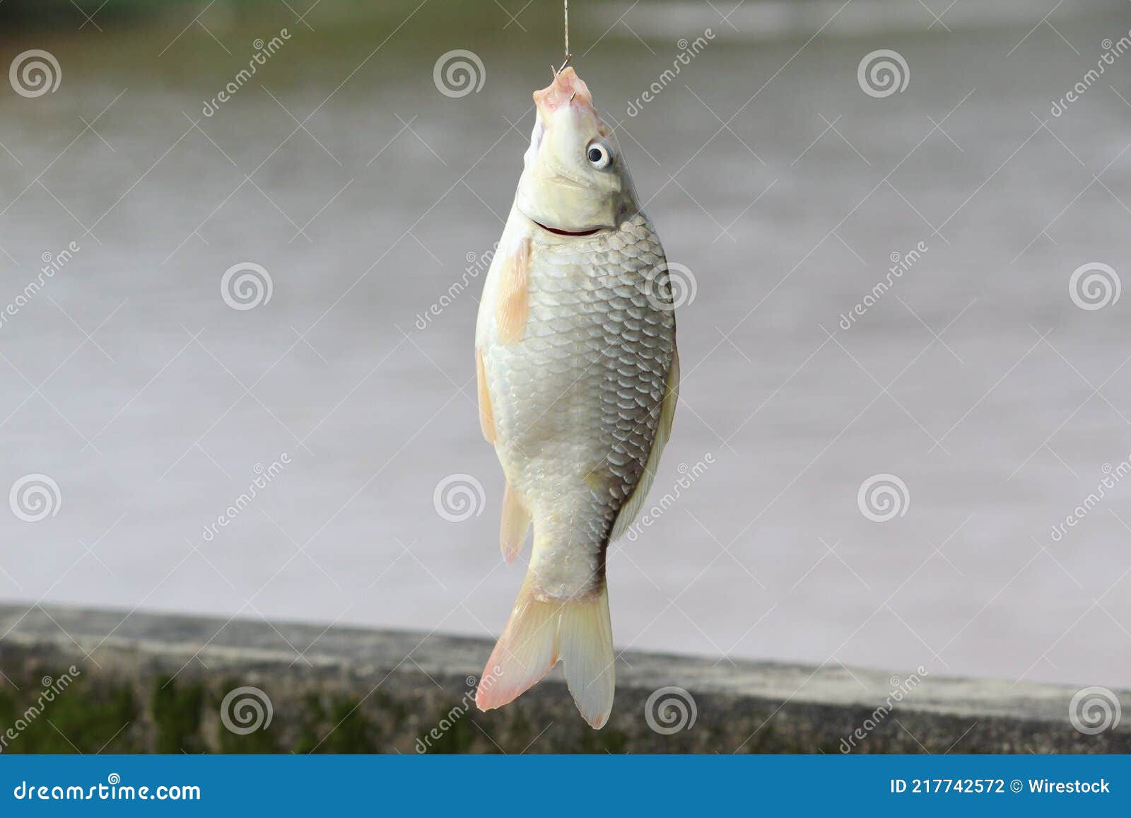 Fish hanging on the hook stock photo. Image of wild - 217742572