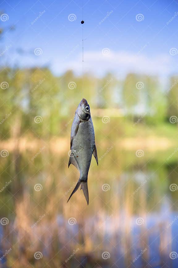 Fish hanging on a hook stock image. Image of fishing - 183432087