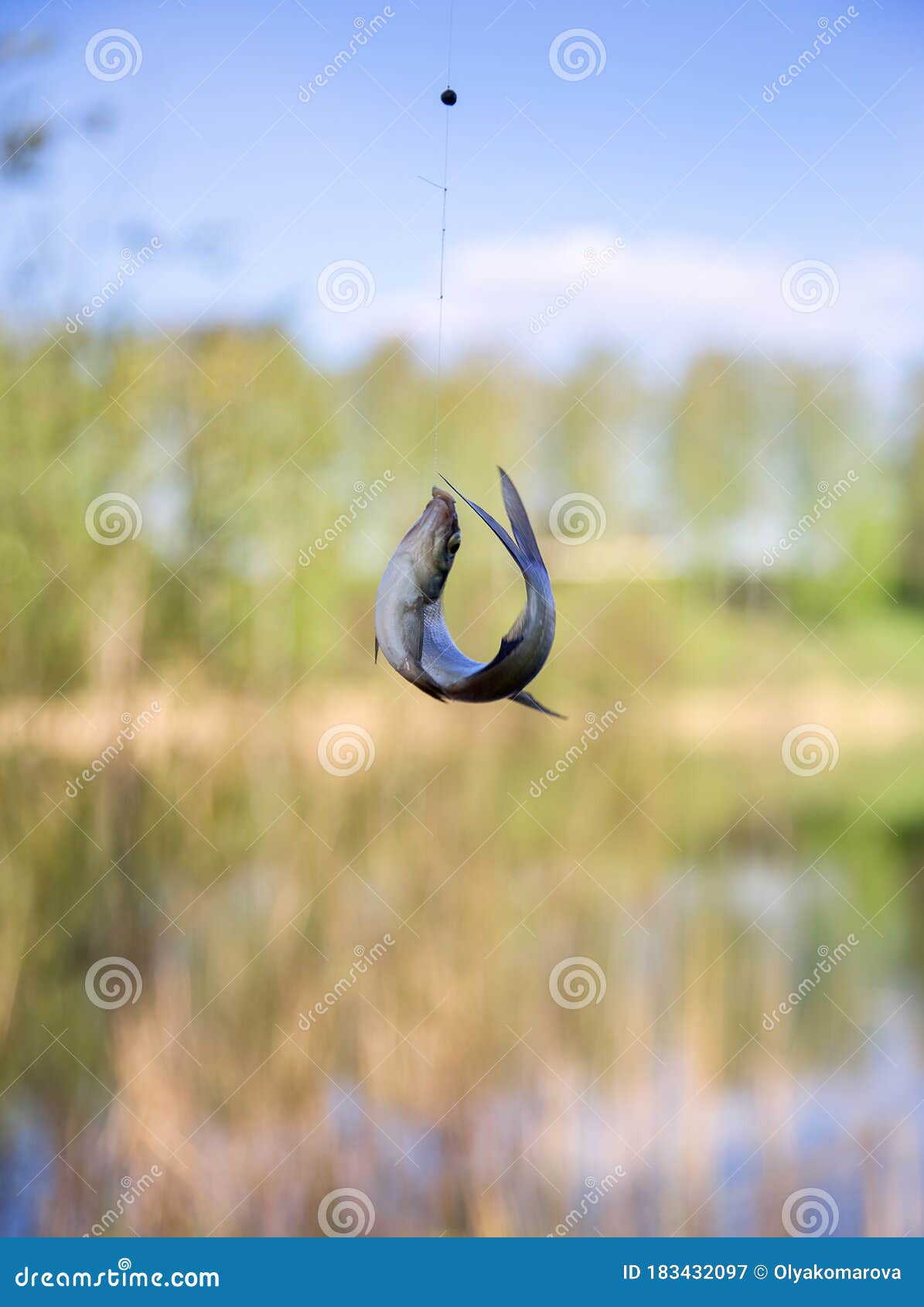 Fish hanging on a hook stock image. Image of animal - 183432097