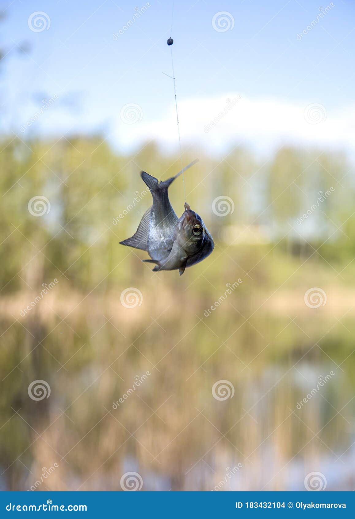 Fish hanging on a hook stock photo. Image of sport, fishing - 183432104