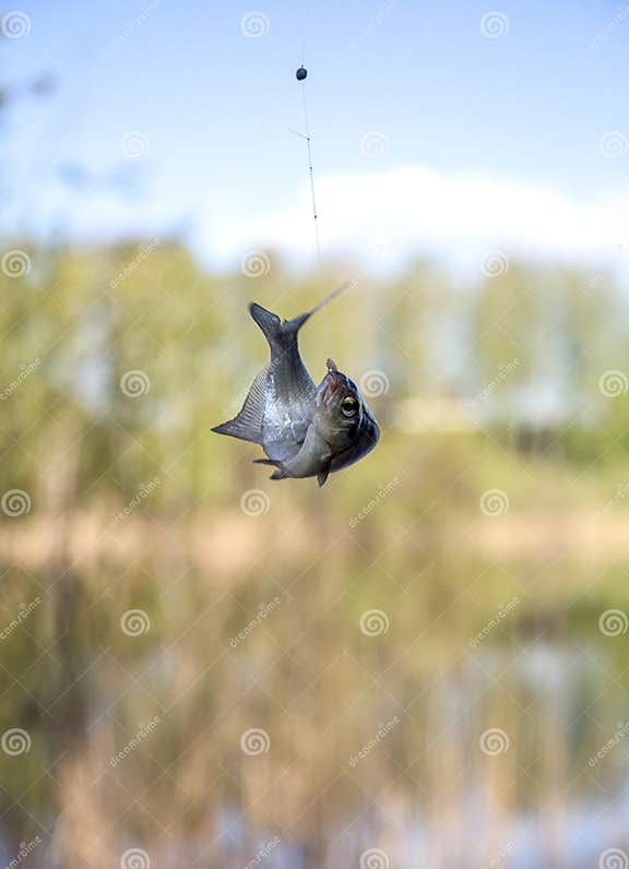 Fish hanging on a hook stock photo. Image of sport, fishing - 183432104