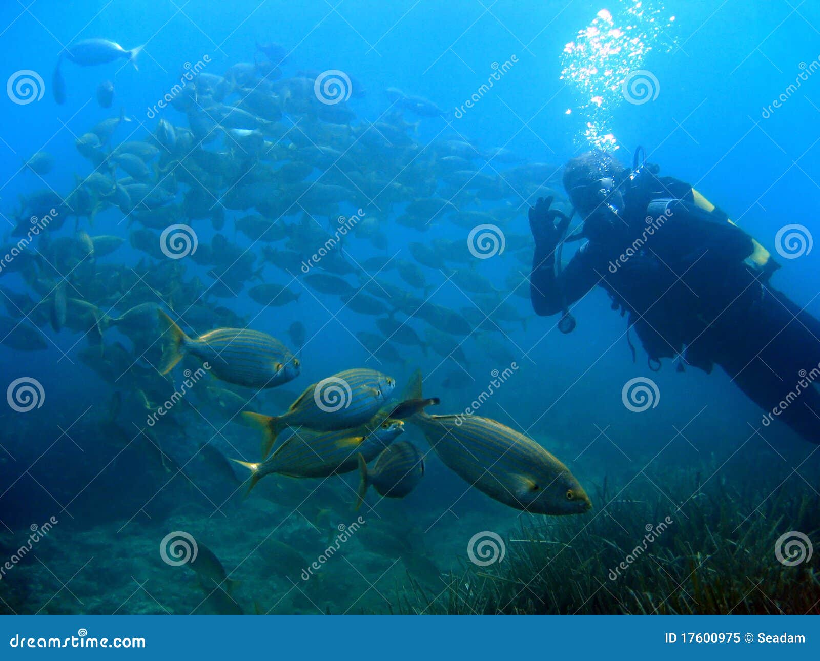 Fish and happy diver stock image. Image of diving, algae - 17600975