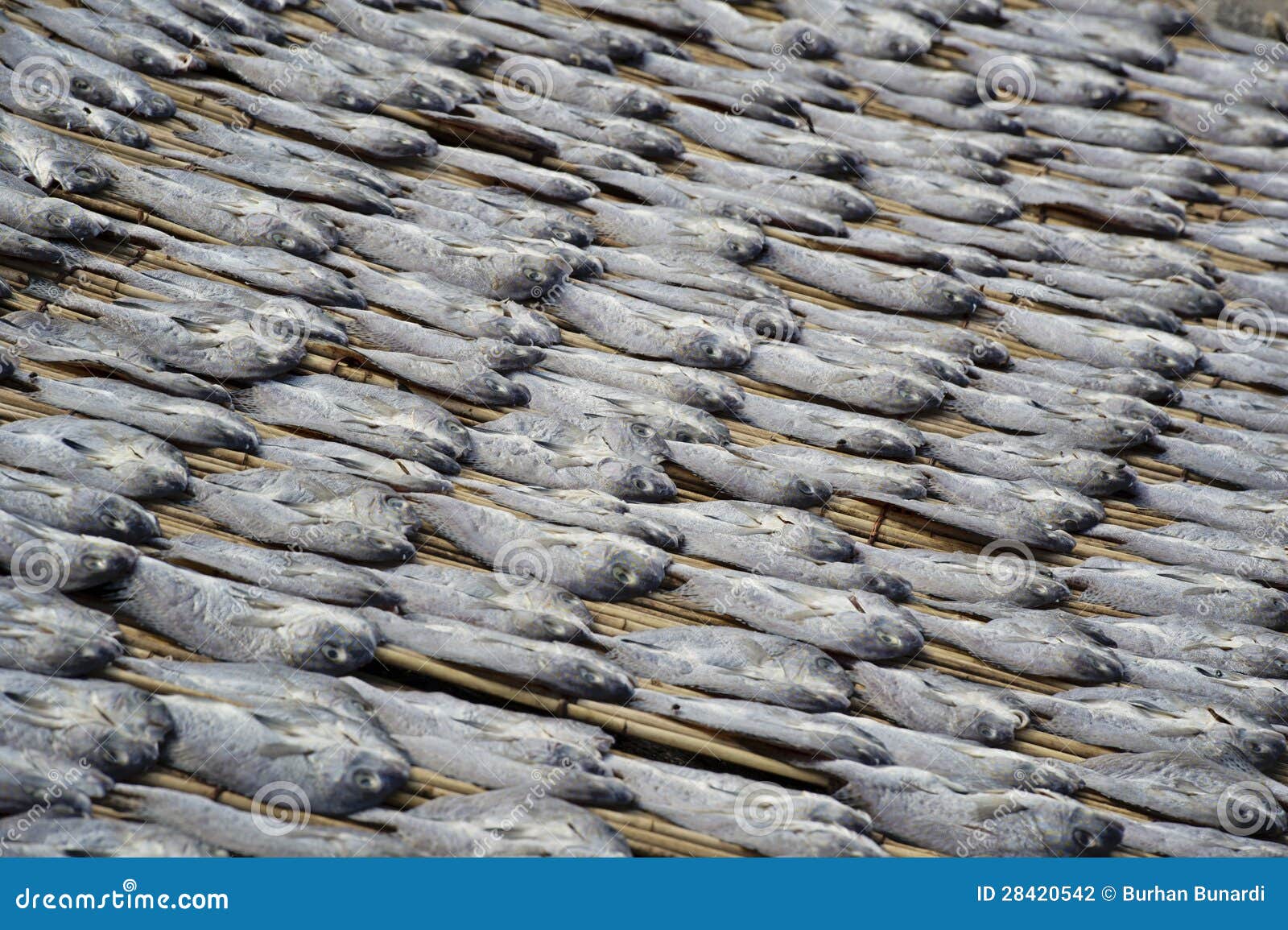 Fish harvesting stock photo. Image of industry, shore - 28420542