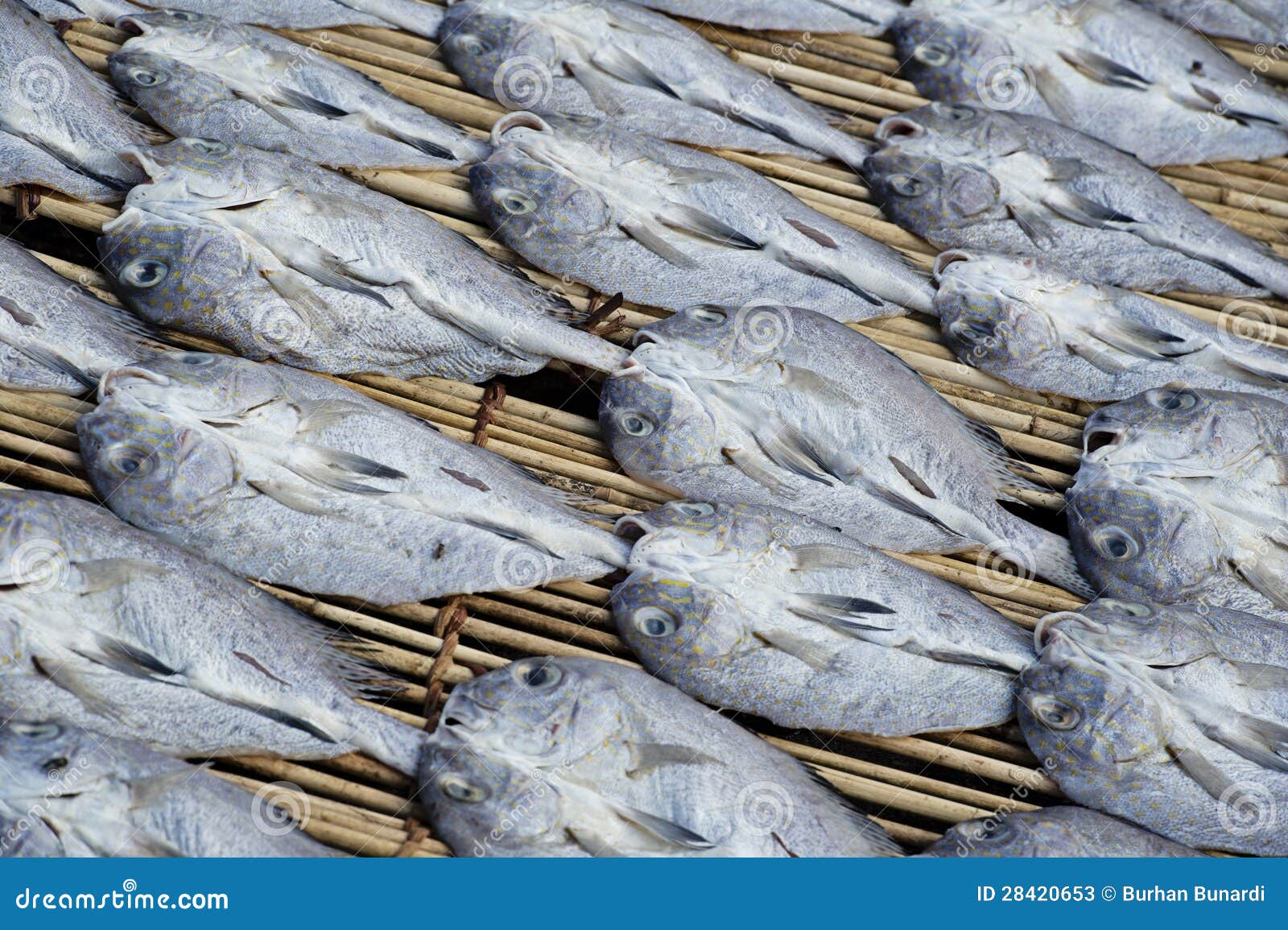 Fish harvesting stock image. Image of marine, storage - 28420653