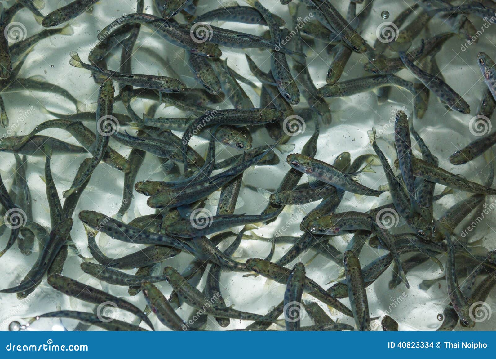 Baby Minnows Photos - Free & Royalty-Free Stock Photos from Dreamstime