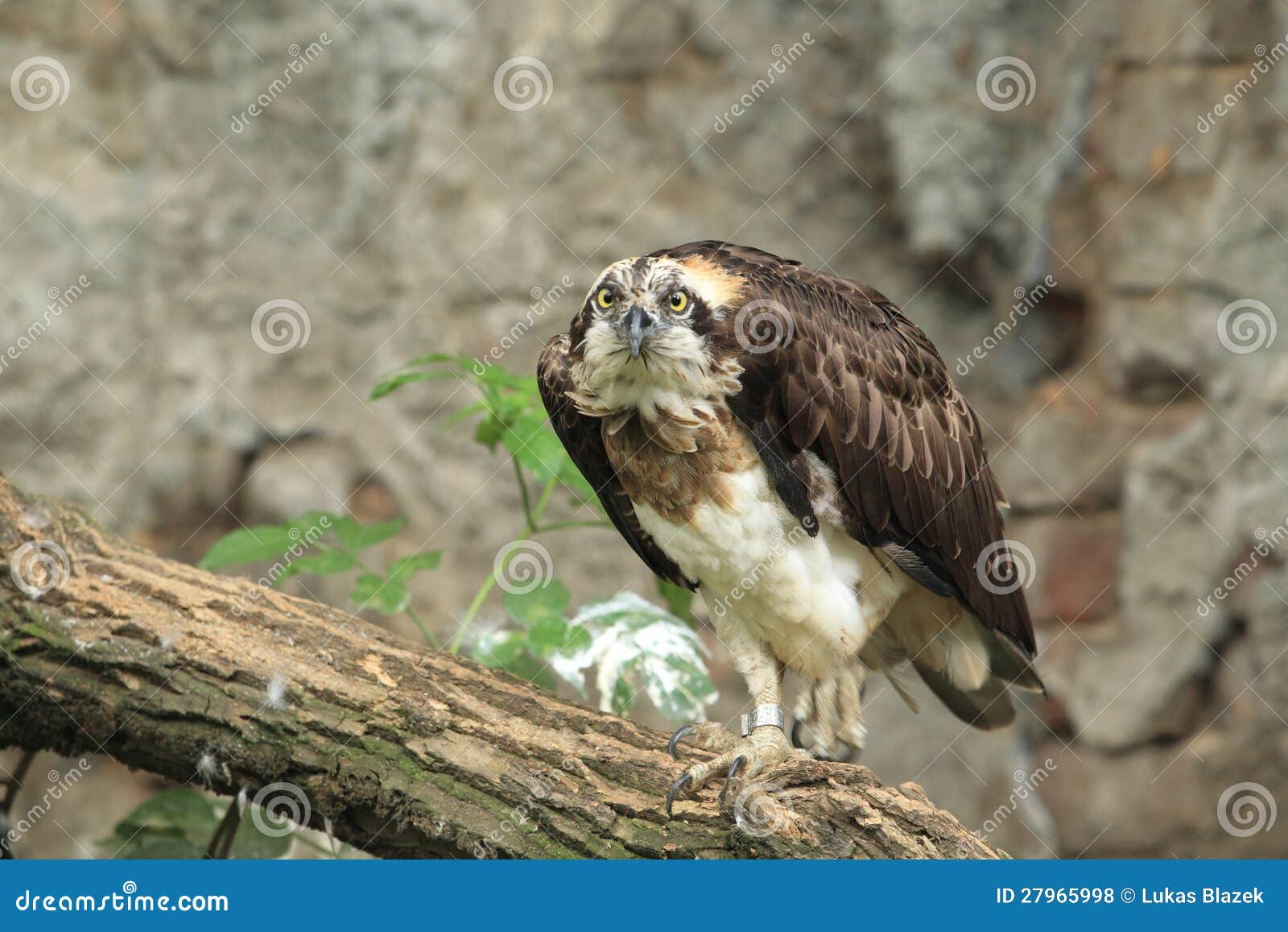 Fish hawk stock photo. Image of animal, adult, pandion - 27965998