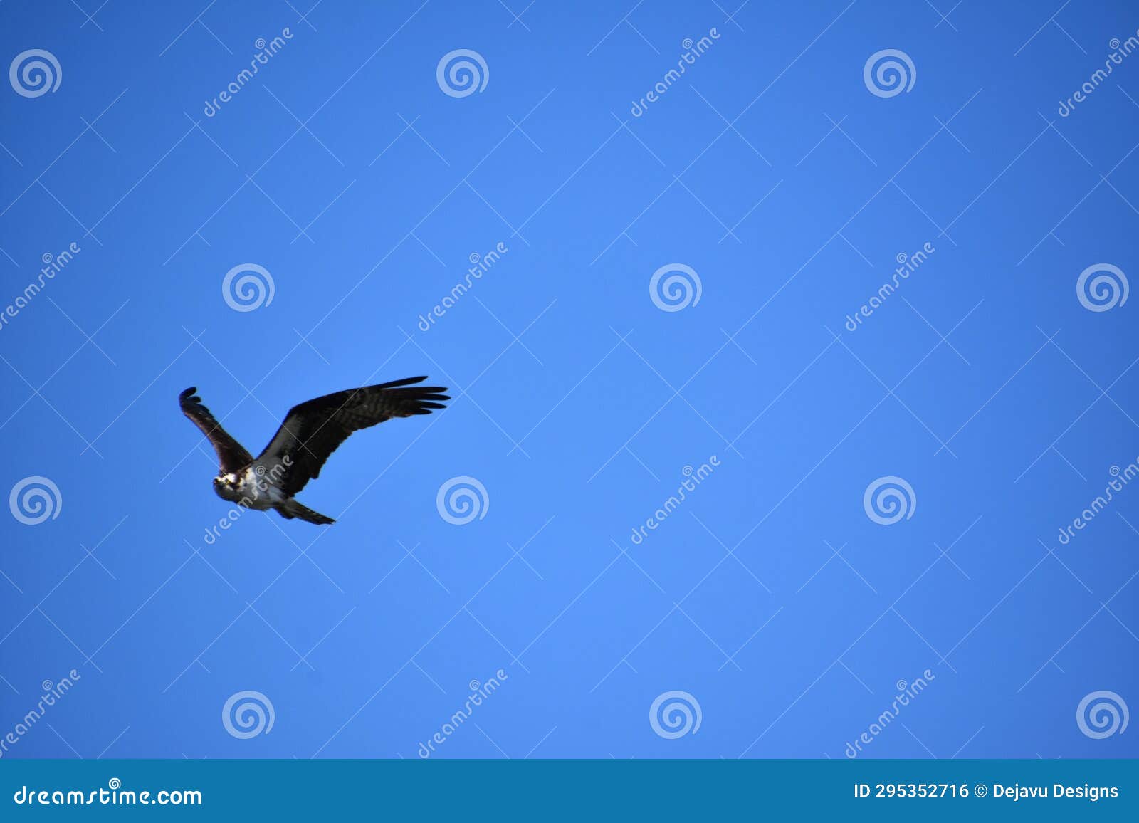 Fish Hawk in Flight with Wings Extended Out Stock Photo - Image of ...
