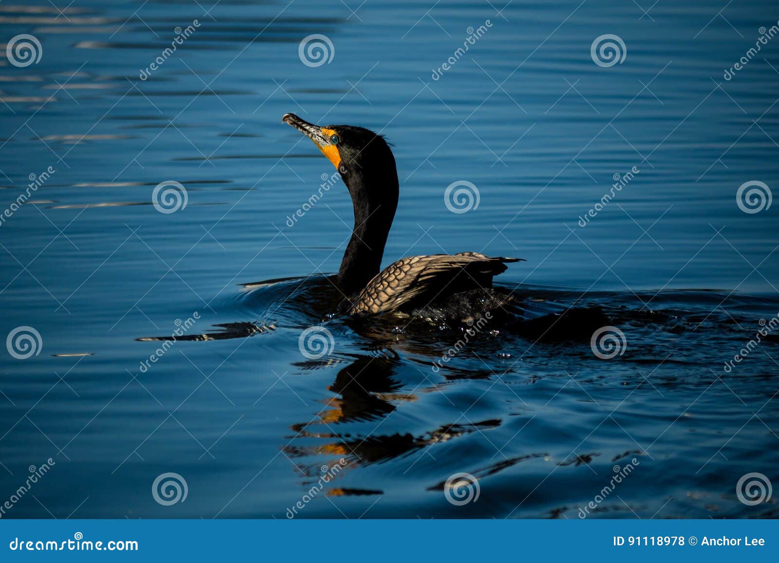 The fish hawk stock photo. Image of fish, finishing, hawk - 91118978