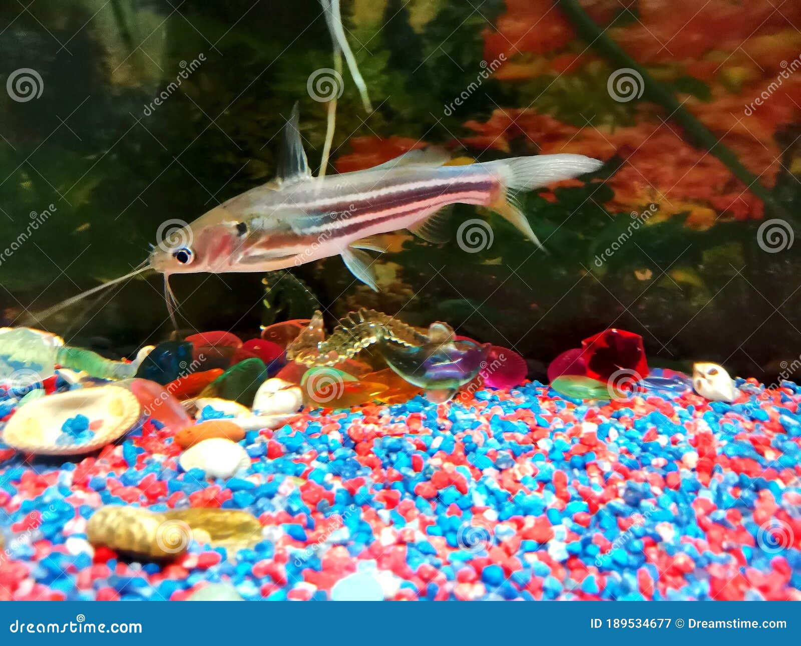 Fish, Catfish, Aquarium Fish Stock Image - Image of fish, rayfinned ...