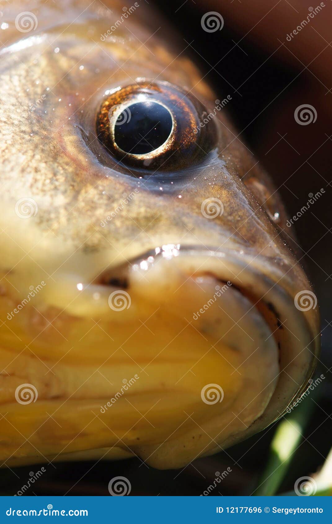 Fish head stock photo. Image of uncooked, macro, mouth - 12177696