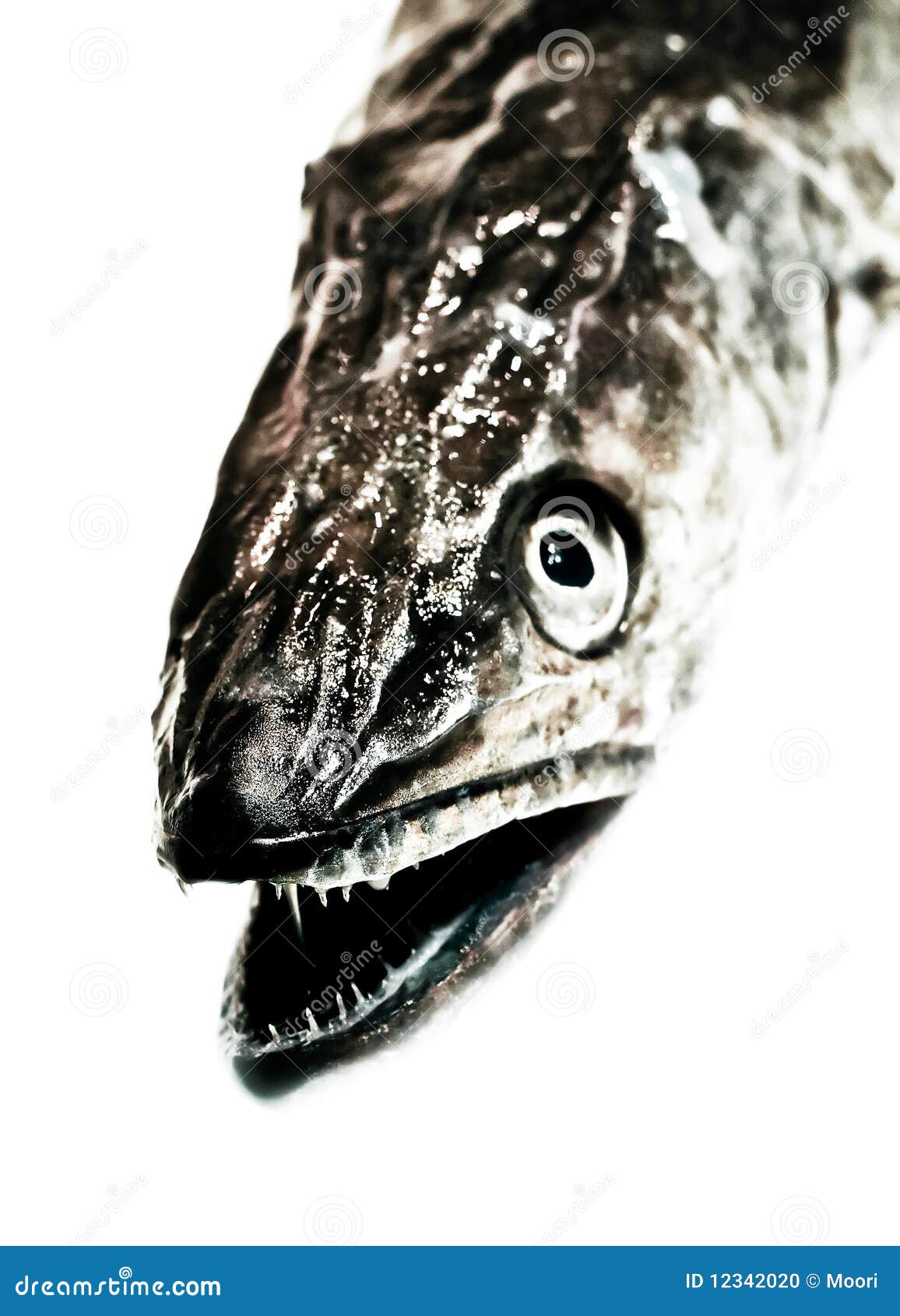 Fish head stock photo. Image of fishing, head, healthy - 12342020