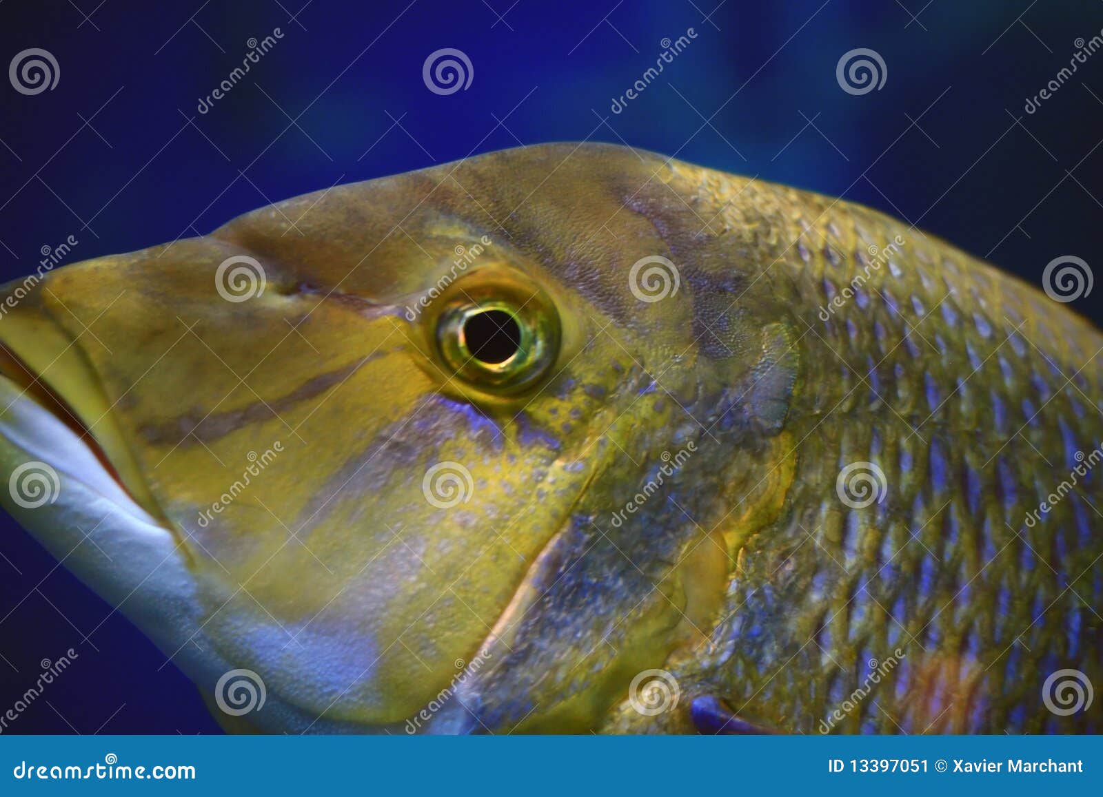 Fish head stock image. Image of depth, field, life, skin - 13397051