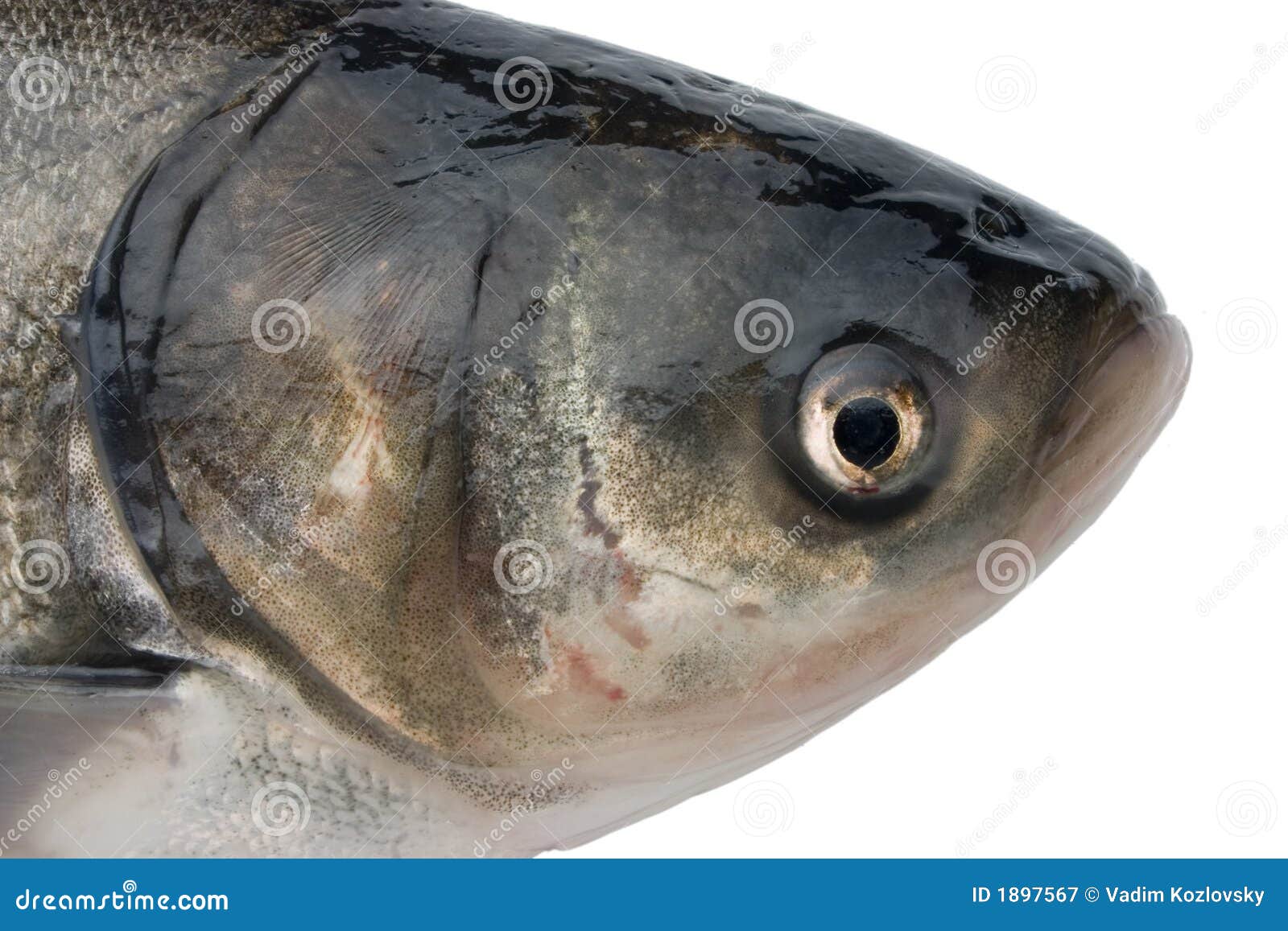 Fish Head stock image. Image of fresh, isolation, white - 1897567