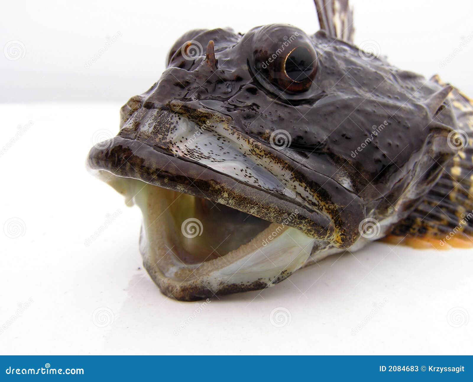 Fish Head Bone Stock Photo | CartoonDealer.com #66026160