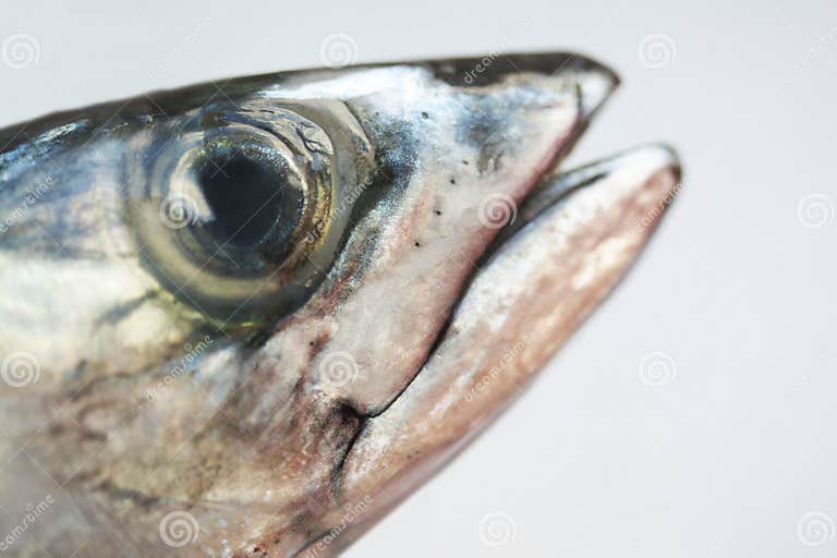 Fish head stock image. Image of closeup, food, protein - 24193395