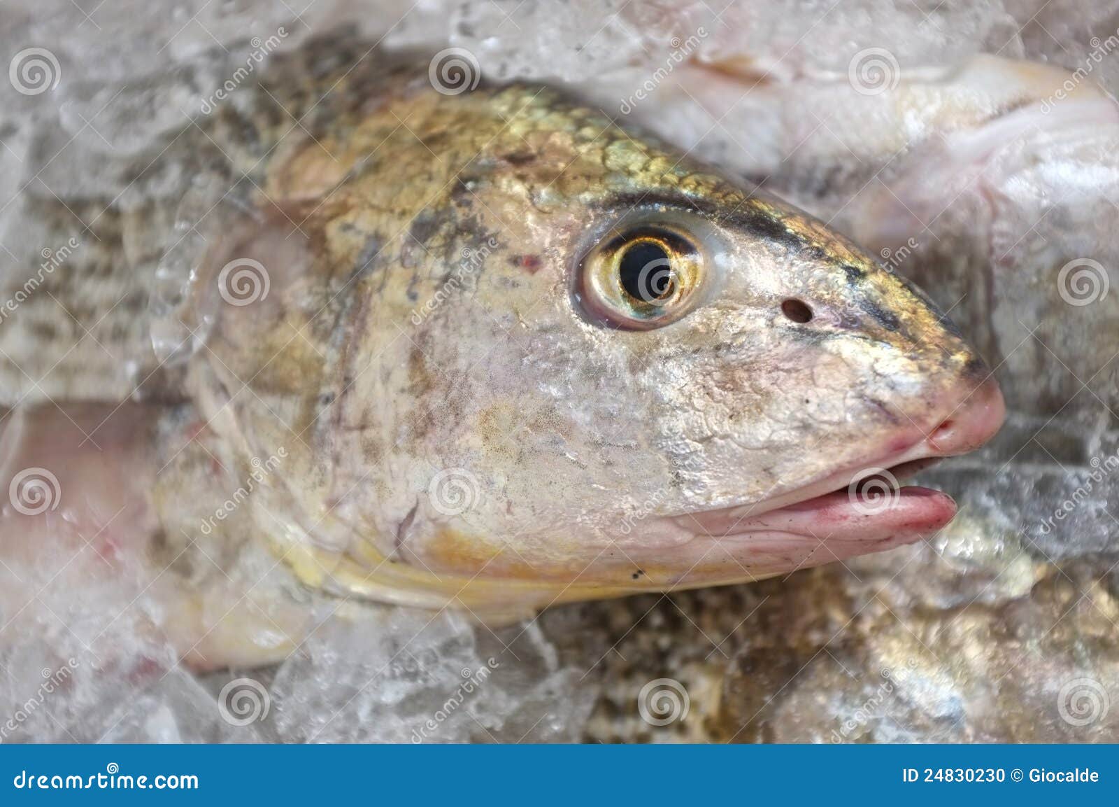 Fish head stock photo. Image of healthful, saltwater - 24830230