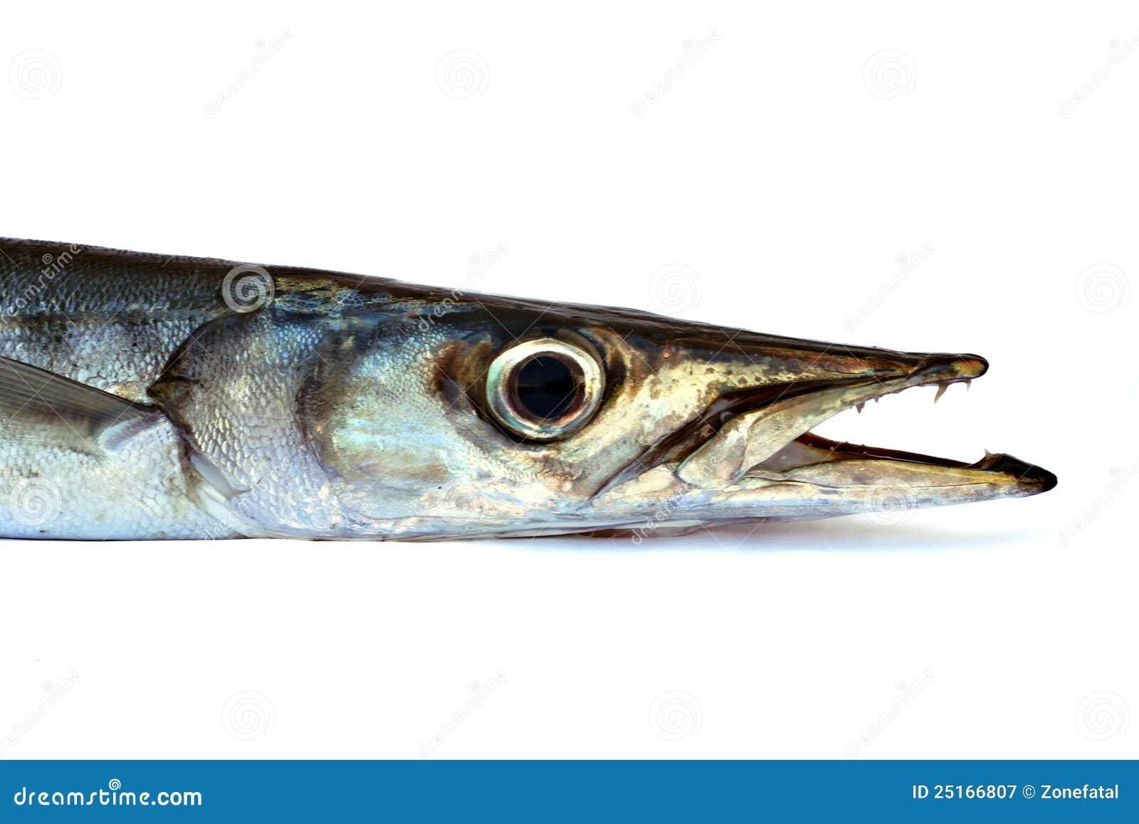 Fish Head stock image. Image of fishery, fish, freshwater - 25166807