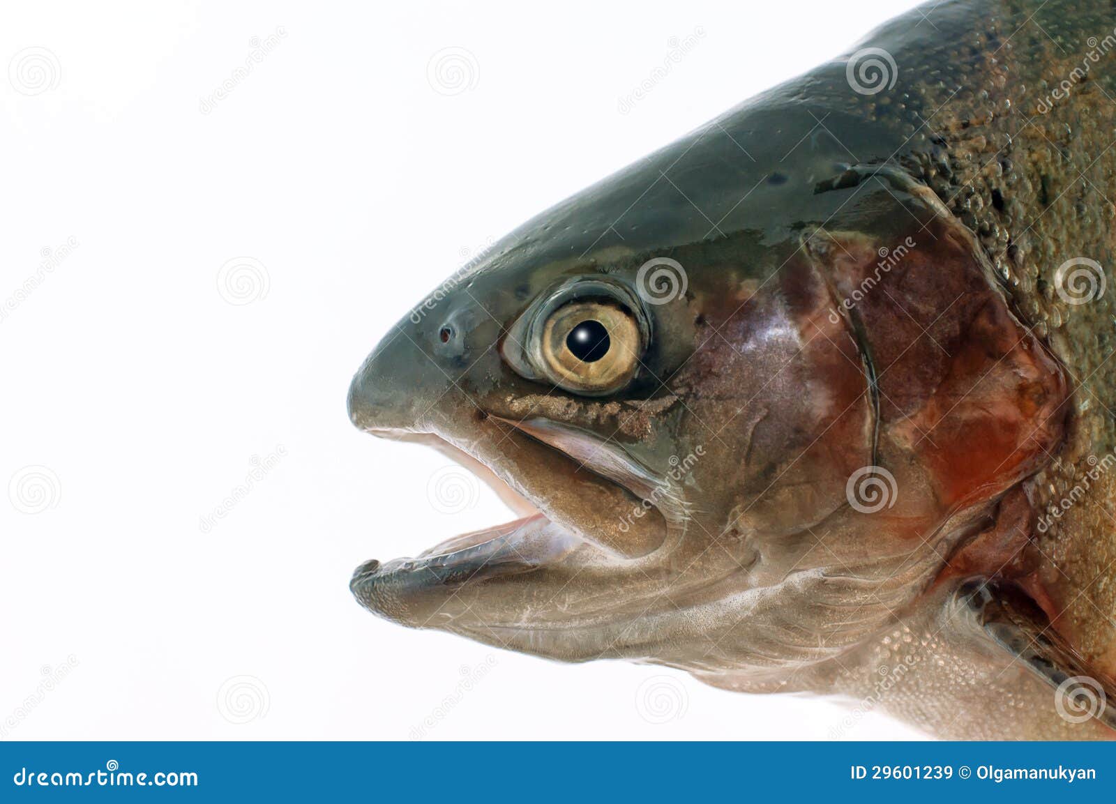 Fish Head Royalty Free Stock Images - Image: 29601239