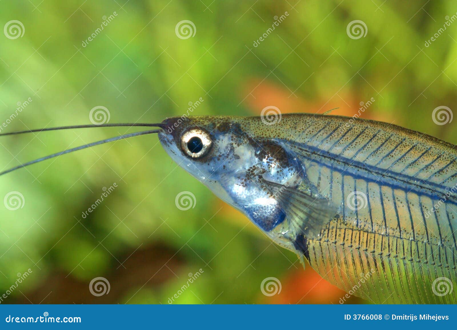 Fish head stock photo. Image of ocean, tank, creature - 3766008